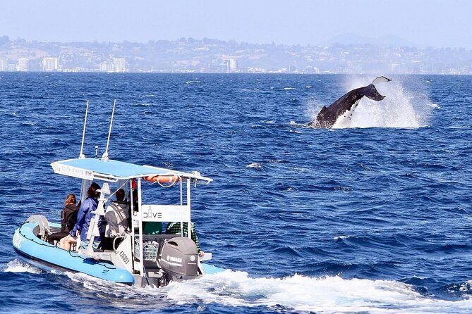 Small Boat Whale Watching Tour in Gold Coast - The Sum Up