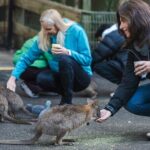 Small Group Blue Mountains Wildlife & Bushwalk Tour From Sydney - Authentic Experiences and Practical Tips