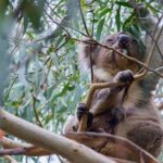 Small-Group Great Ocean Road Classic Day Tour from Melbourne - The Practical Side: What to Expect