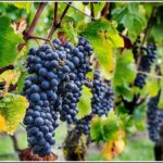 Small Group - Half-Day Hawke's Bay Winery Tour - Frequently Asked Questions