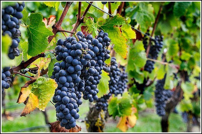 Small Group - Half-Day Hawke's Bay Winery Tour - Frequently Asked Questions