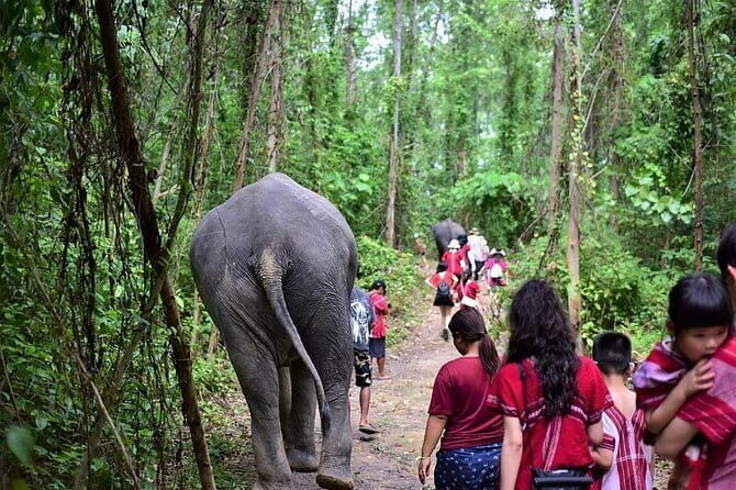 Small Group immersive Elephant Sanctuary & Karen Tribe life - Summary: Who Will Love This Tour?