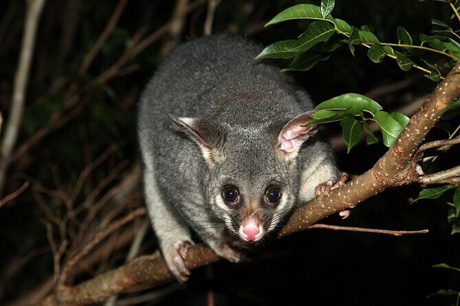Small Group Kangaroo Island Evening and Night Tour - The Value of This Night Tour