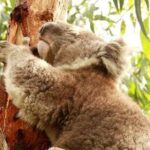 Small-Group Phillip Island Afternoon Day Trip from Melbourne - Who Will Love This Tour?