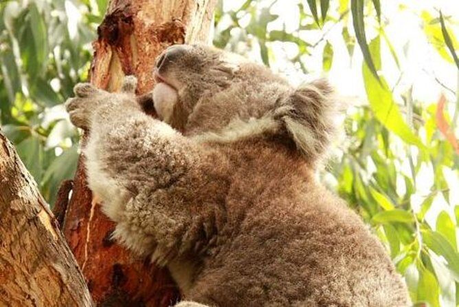 Small-Group Phillip Island Afternoon Day Trip from Melbourne - Who Will Love This Tour?