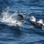 Small Group Port Stephens + Dolphins + 4WD/sandboarding ex Sydney - Who Will Love This Tour?