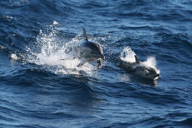 Small Group Port Stephens + Dolphins + 4WD/sandboarding ex Sydney - Who Will Love This Tour?