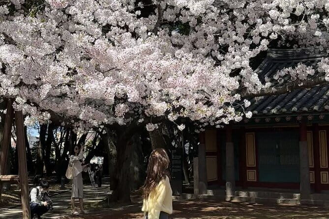 Small Group Tour East Jeju Cherry Blossom & Woman Diver Show - Exploring the Jeju Cherry Blossom Highlights