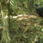 Small-Group Trekking Experience in Daintree National Park - What You Can Expect on the Trail