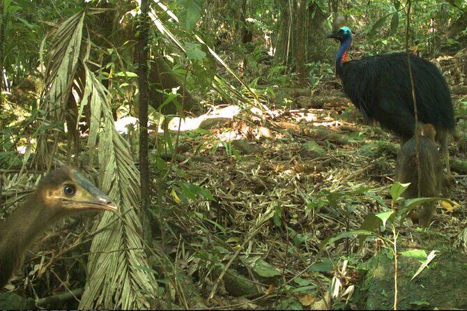 Small-Group Trekking Experience in Daintree National Park - What You Can Expect on the Trail