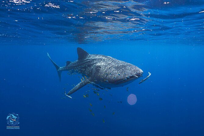 Snorkel with Giants at Ningaloo Reef - Analyzing the Value