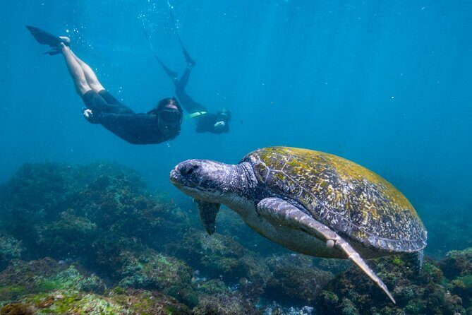 Snorkel with Turtles Gold Coast - Authentic Marine Encounters and Highlighted Reviews