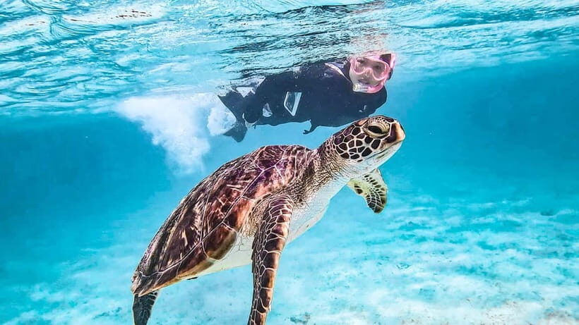 Snorkeling Activity in Okinawa Miyako Japan - What Makes This Snorkeling Tour Special?