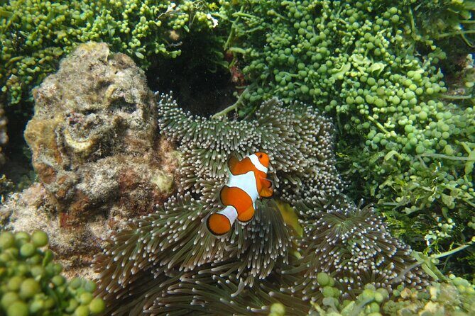 Snorkeling and Island Hopping Tour in Karimunjawa (sharing tour) - Practical Details and Logistics