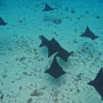 Snorkeling EN Small Group Tour in Tahiti - FAQ
