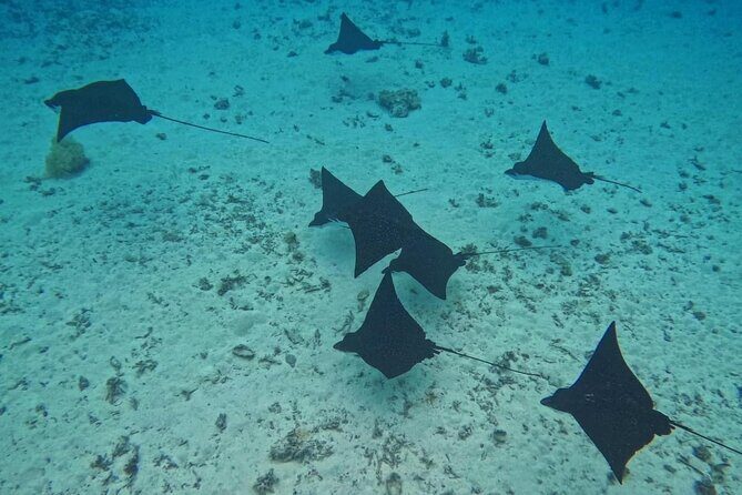 Snorkeling EN Small Group Tour in Tahiti - FAQ