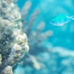 Snorkeling immersion in the wonders of Tahiti - Who Should Book This Tour?