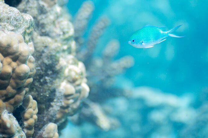 Snorkeling immersion in the wonders of Tahiti - Who Should Book This Tour?