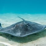 Snorkeling picnic in 5 hours with lunch in Tahiti - Itinerary Breakdown: Why Each Stop Matters
