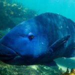 Snorkeling To Discover Sydney's Underwater Wonders - Who Is This Tour Best For?