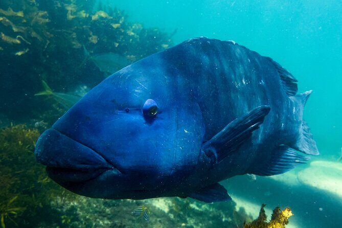 Snorkeling To Discover Sydney's Underwater Wonders - Who Is This Tour Best For?