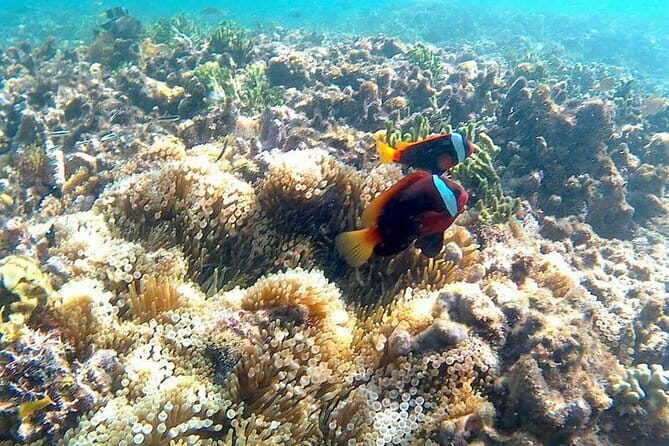 Snorkeling Trip Secret Island - What Makes This Tour Stand Out?