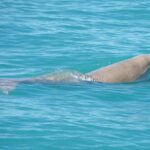 Snubfin Dolphin Eco Cruise from Broome - Practical Details and Value
