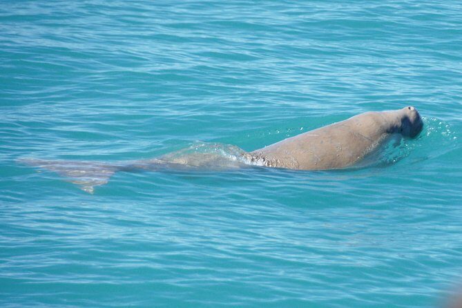 Snubfin Dolphin Eco Cruise from Broome - Practical Details and Value