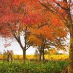 Solo Traveller Full Day Wine Gourmet and Scenic Delights Tour from Blenheim - The Scenic and Cultural Context