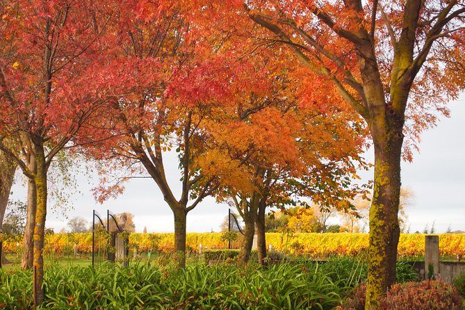 Solo Traveller Full Day Wine Gourmet and Scenic Delights Tour from Blenheim - The Scenic and Cultural Context
