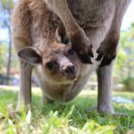 Somersby: Australian Reptile Park Day Pass - 9am to 5pm - Who is This Experience Best For?