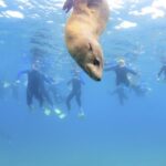 Sorrento: Boat Tour & Snorkeling with the Seals with Lunch - The Value of This Tour