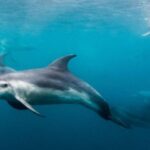 Sorrento: Dolphins & Seals Snorkeling Cruise w/ Lunch - What the Tour Includes and What to Bring