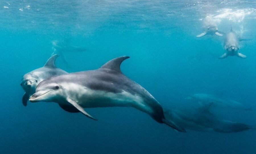 Sorrento: Dolphins & Seals Snorkeling Cruise w/ Lunch - What the Tour Includes and What to Bring