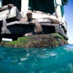 Sorrento,Mornington Peninsula: Wildlife & Sightseeing Cruise - The Sum Up: Who Will Love This Experience?