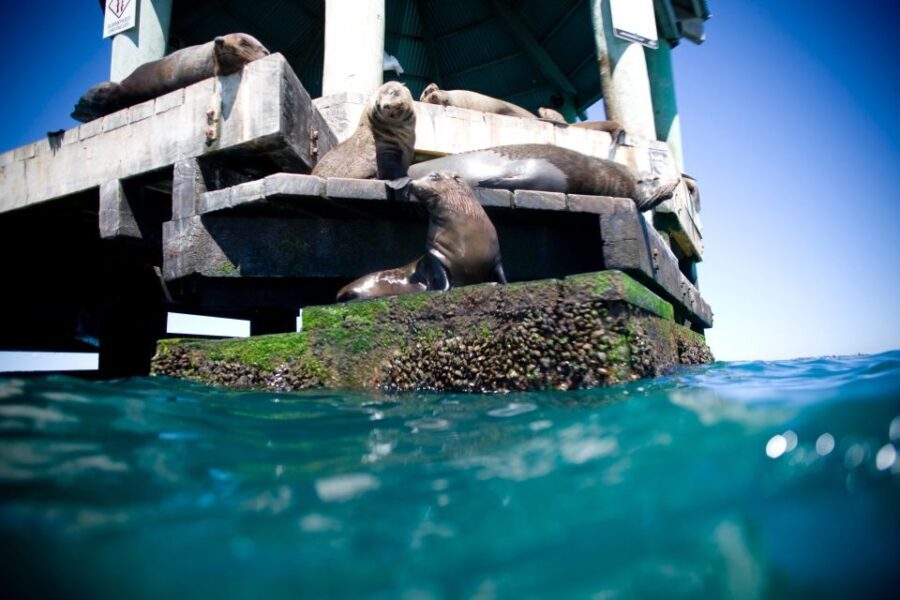 Sorrento,Mornington Peninsula: Wildlife & Sightseeing Cruise - The Sum Up: Who Will Love This Experience?