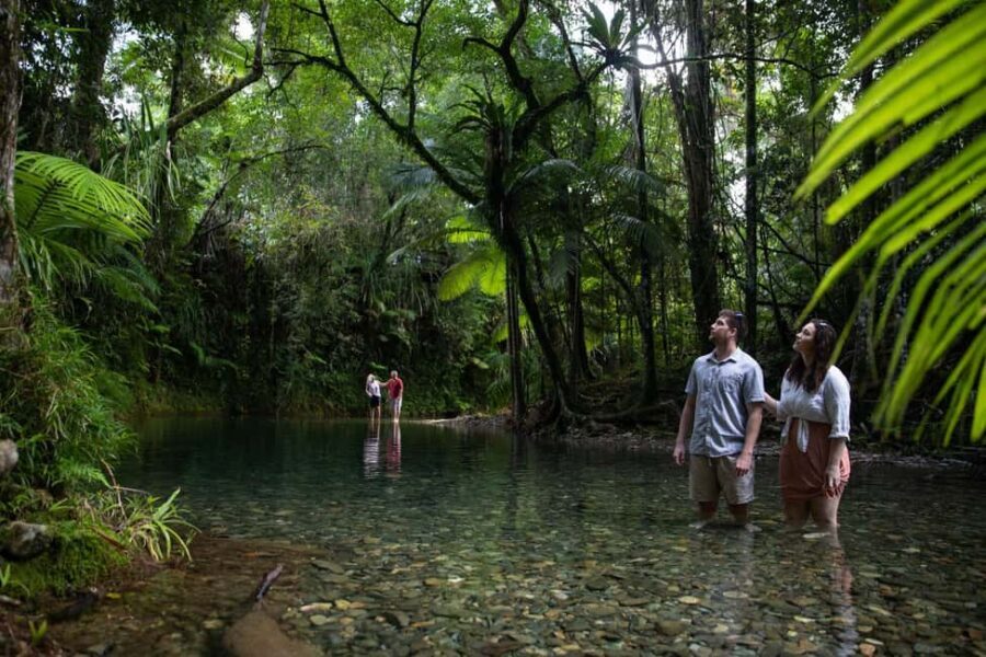 Southern Daintree Explorer Tour - Half Day - Why This Tour Represents Good Value