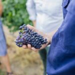 Sparkling Masterclass with Vineyard Tour and 4 Course Lunch - Practical Details and Tips