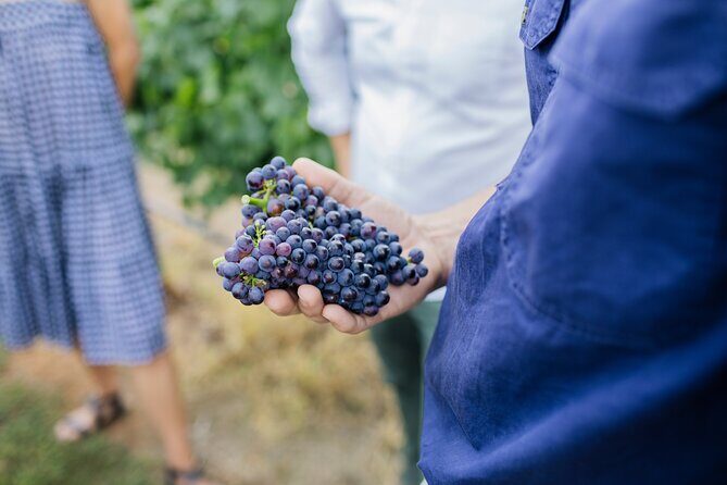 Sparkling Masterclass with Vineyard Tour and 4 Course Lunch - Practical Details and Tips