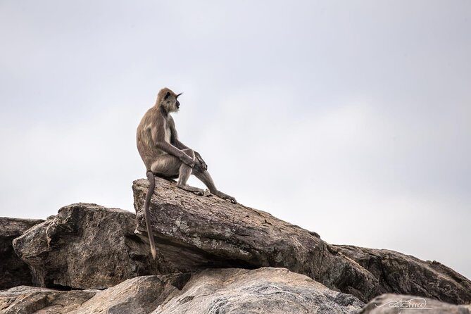 Special Half Day Yala Safari with Guide - The Experience: What You Can Expect
