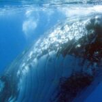 Spirit of Hervey Bay Whale Watching Cruise - Authentic Experiences from Real Travelers