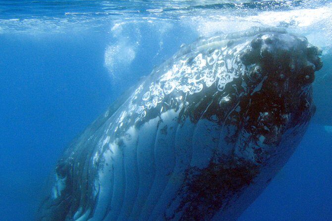 Spirit of Hervey Bay Whale Watching Cruise - Authentic Experiences from Real Travelers