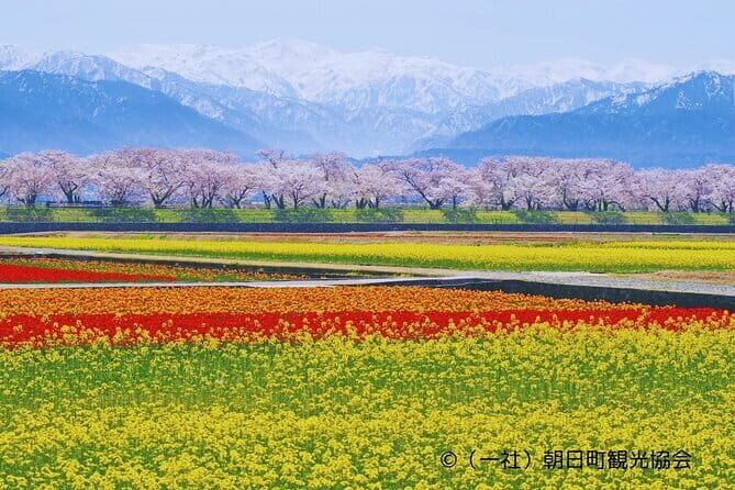 Spring Quartet & Matsukawa Sakura Tour in Toyama from Kanazawa - Why This Tour Offers Real Value