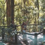 Springbrook andTamborine Rainforest Tour Incl Natural Bridge and Glow Worm Cave - The Practicalities: What You Need to Know