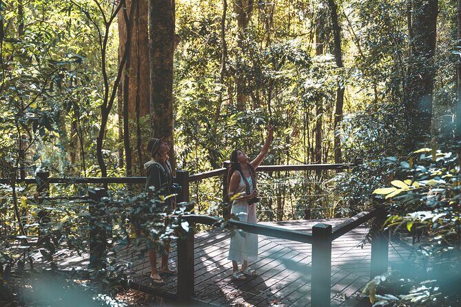 Springbrook andTamborine Rainforest Tour Incl Natural Bridge and Glow Worm Cave - The Practicalities: What You Need to Know