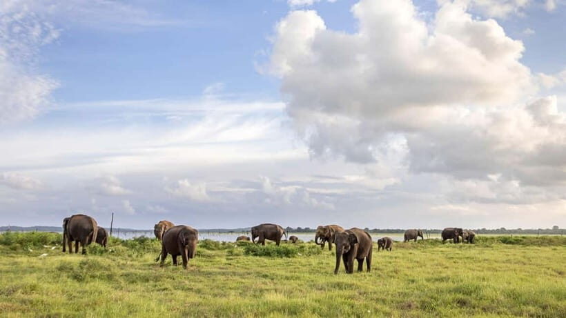 Sri Lanka 14-Day Journey: Culture, Nature & Adventure - Transportation & Group Size