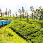 Sri Lanka 5-Day Private Country Side Tour Car, Hotels, Food - Analyzing the Value
