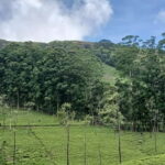 Sri Lanka: Central Province Motorbike Tour as Passenger - Who Should Consider This Tour?