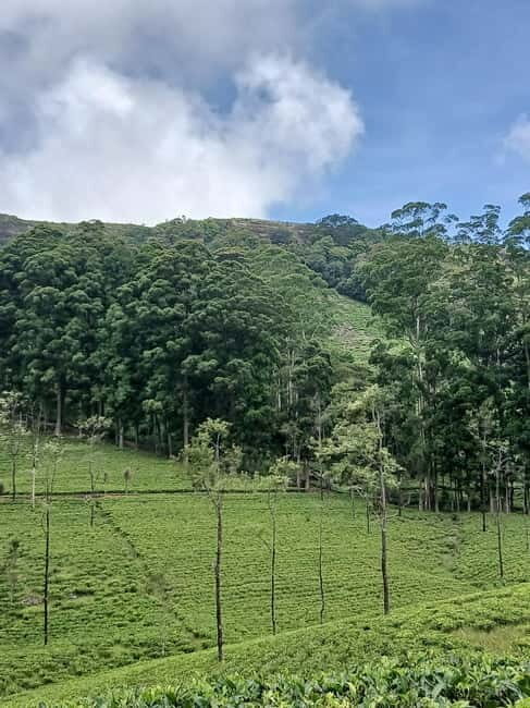 Sri Lanka: Central Province Motorbike Tour as Passenger - Who Should Consider This Tour?