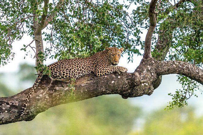 Sri Lanka Leopard Trail ( 15 N/ 16 D) - Frequently Asked Questions